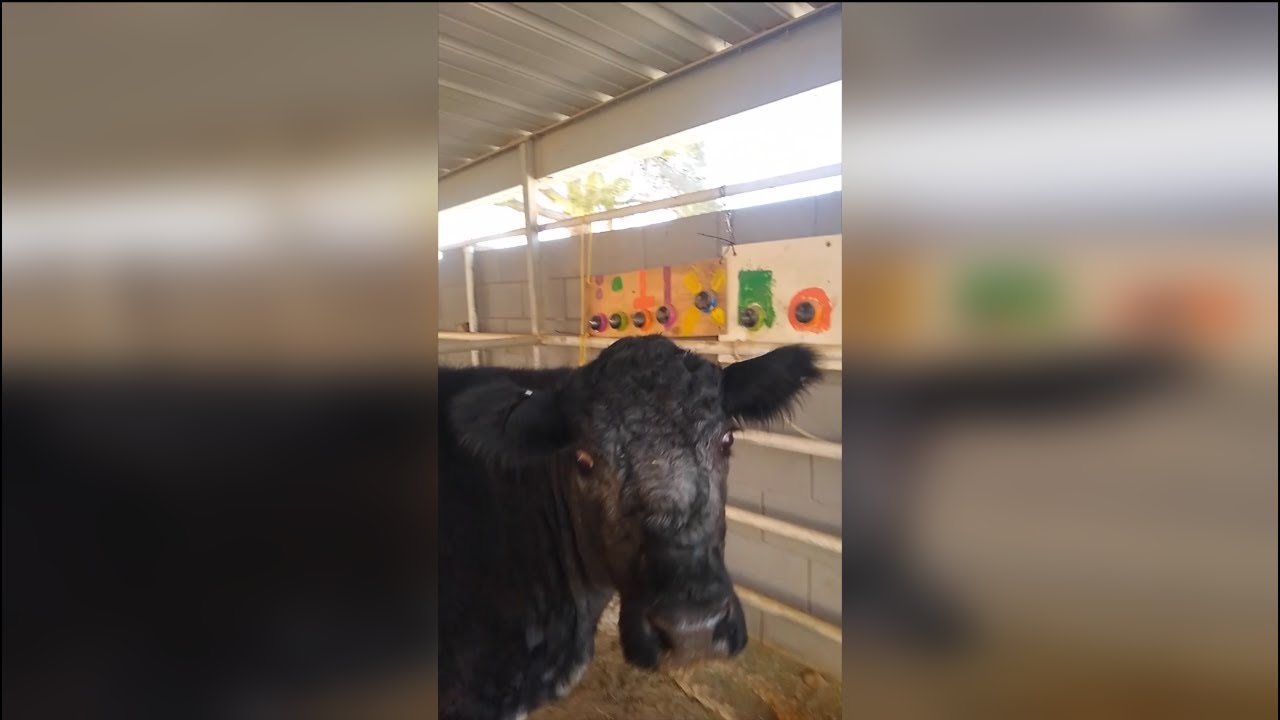 Conversation With A Cow | Norma The Talking Cow | Rescued Dairy Cow ...