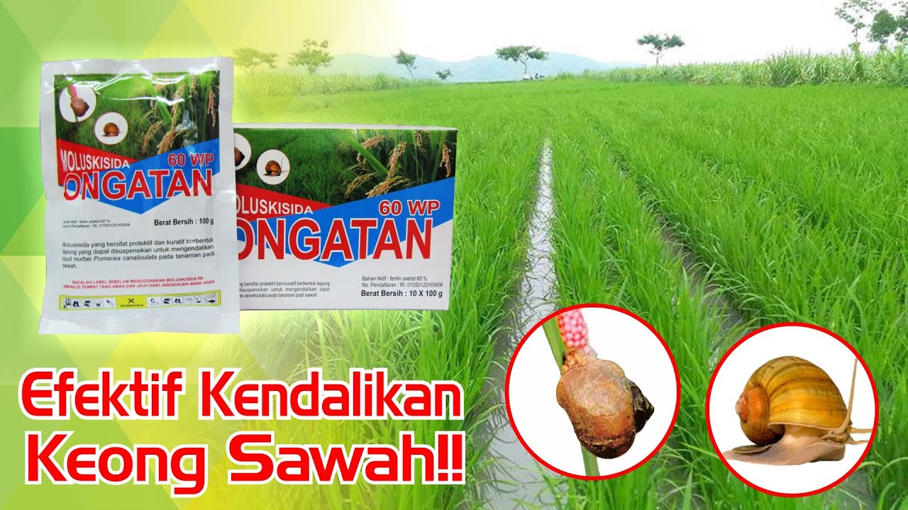 Pengendalian Hama Keong Emas di Lahan Persawahan - YouTube