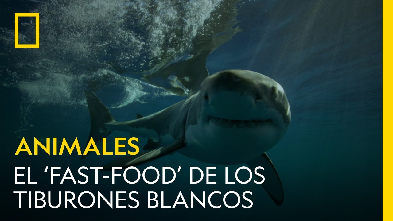 El ‘fast-food’ de los tiburones blancos, una foca aislada | NATIONAL ...