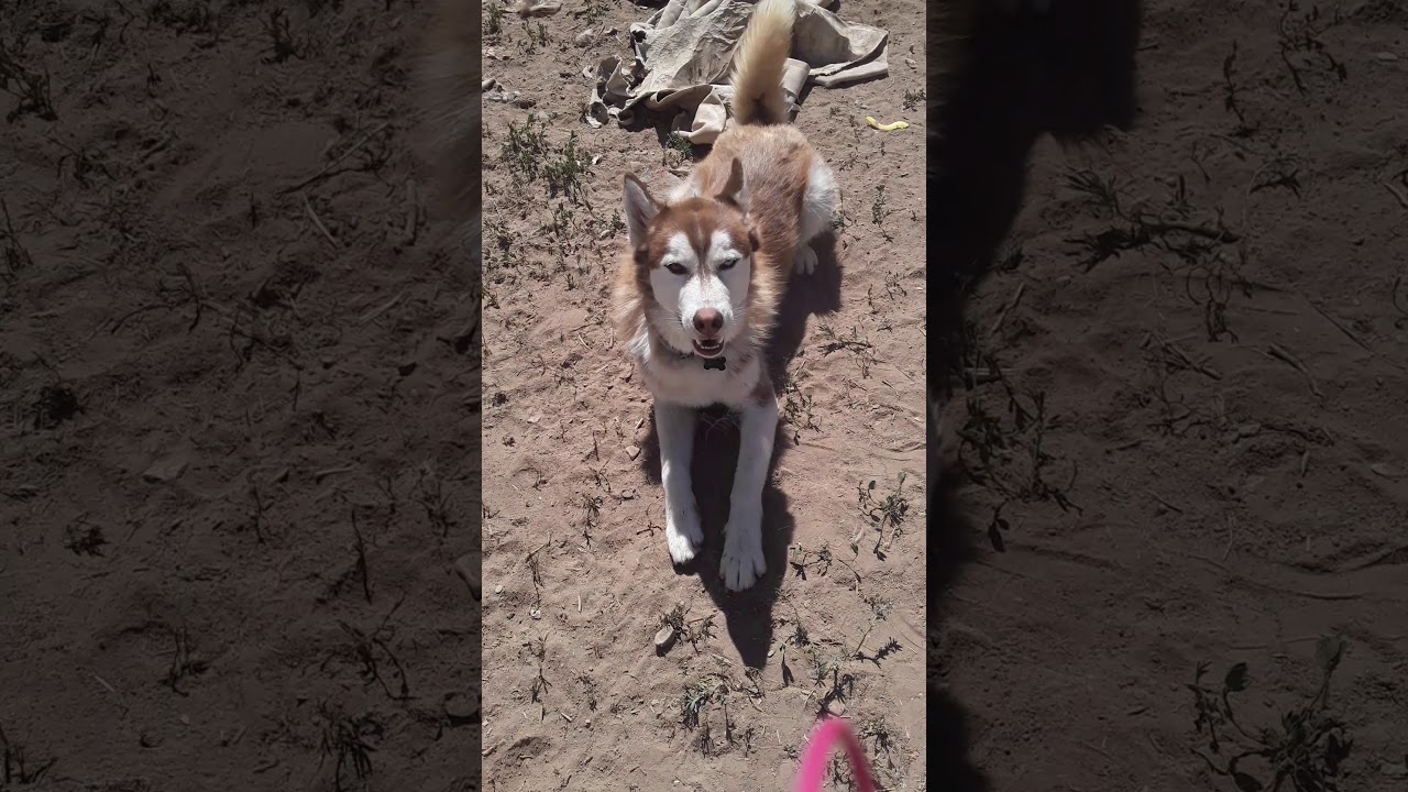 Doggo Attack - YouTube