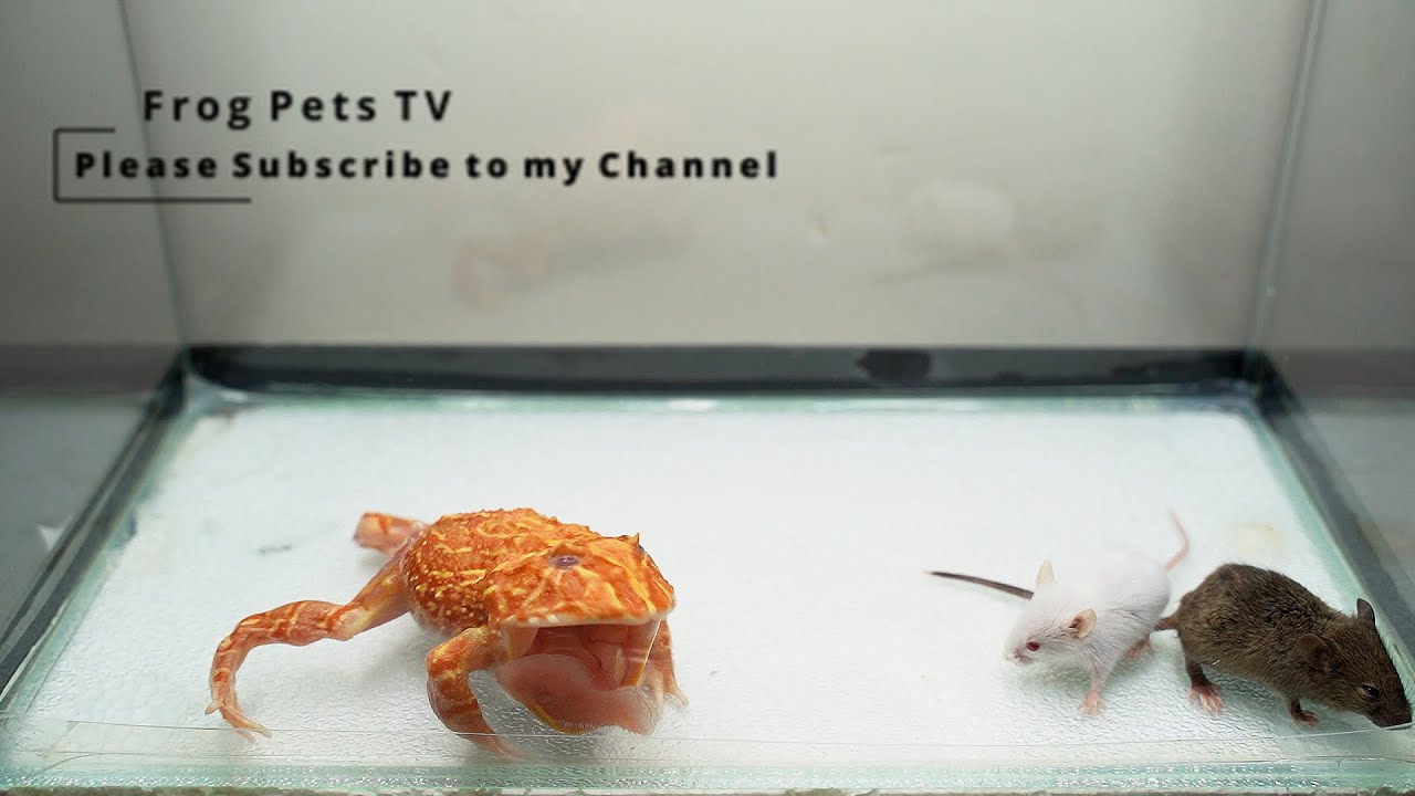 Pacman Frog | Eats | Black and White | Mice | Waning Live Feeding ...