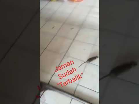 jaman sudah terbalik kucing di kejar tikus - YouTube