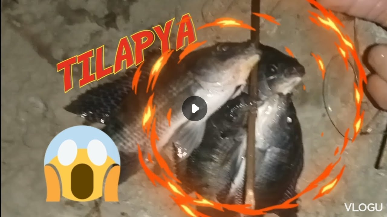 MAYRON NANG PANG ULAM SA GABI/MASSIVE CATCHING TILAPIA/ MINDANAO ...