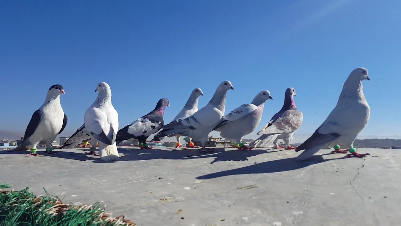 Afghan pigeons lovers (must watch) - YouTube