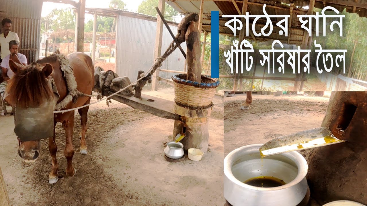 যেভাবে ঘানি ভেঙ্গে তৈরী হয় খাঁটি সরিষার তৈল || Ghani || Traditional ...