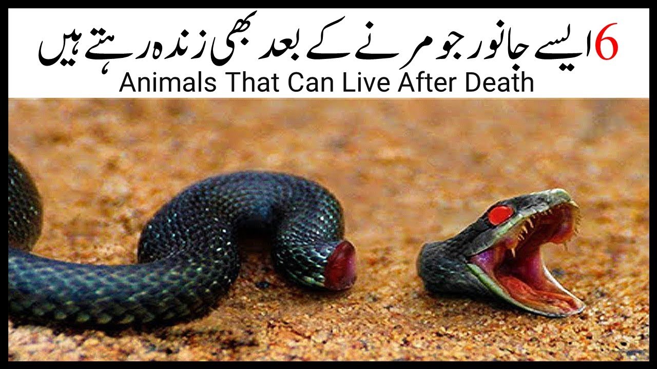 Mout k Baad Bhi Zinda Rahny waly Janwar | Animals That Can Live After ...