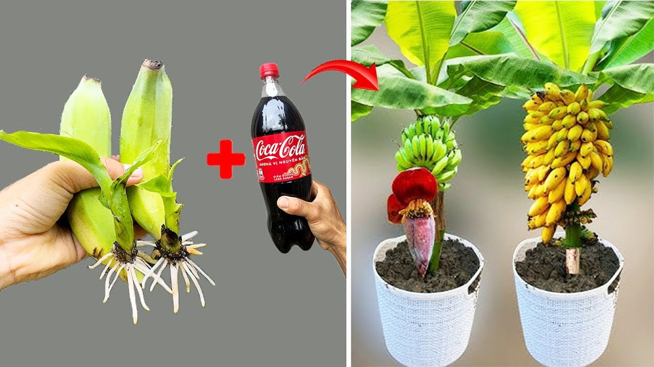 Magic from Coca Cola Turning 2 Bananas into Thriving Banana Plants ...
