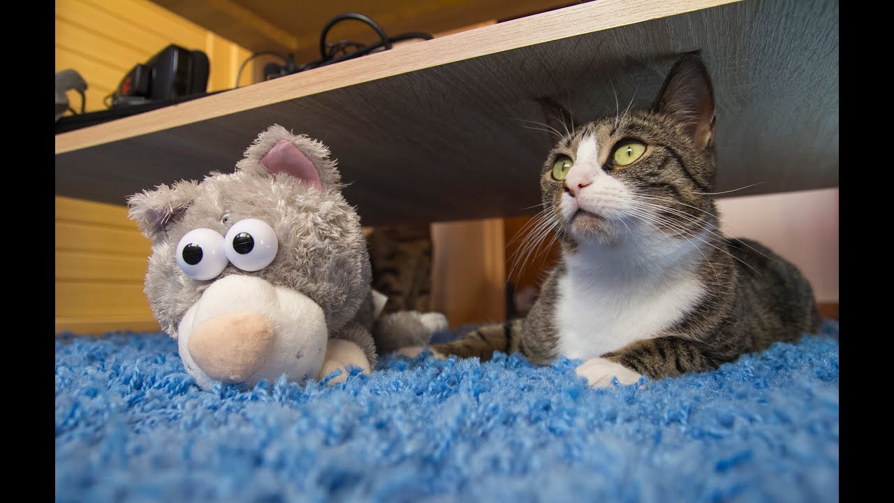 Cats & Roffle Mates Toy - YouTube