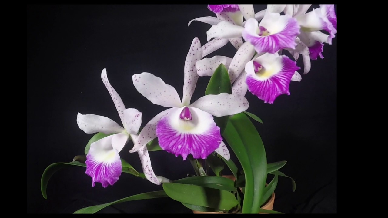 Bc. Glorious May - YouTube