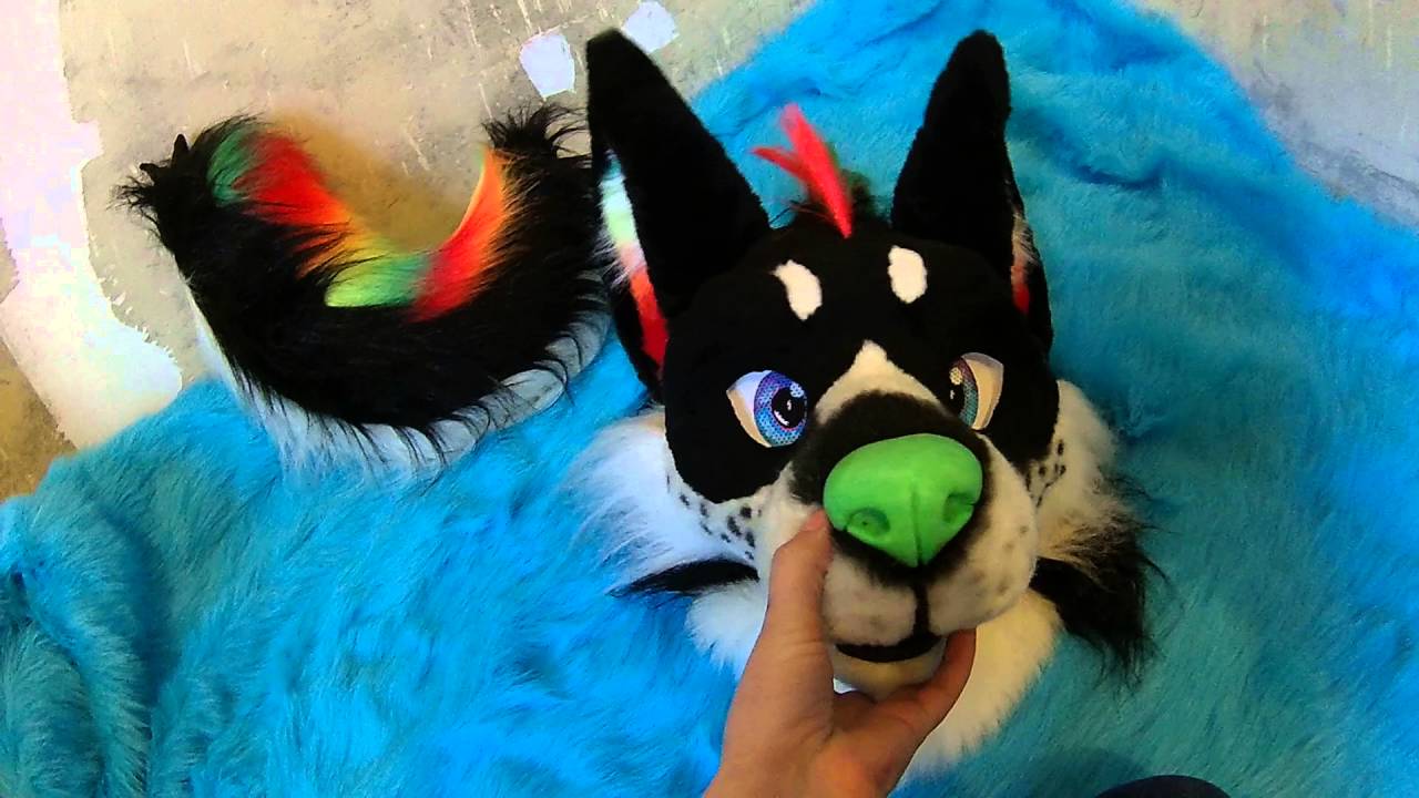 Fursiut the rainbow husky. - YouTube