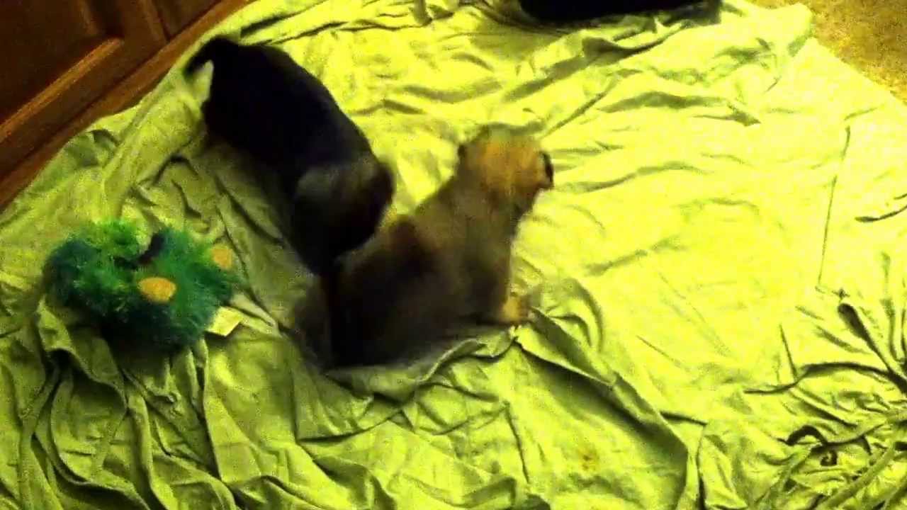 Schnug puppies playing - YouTube