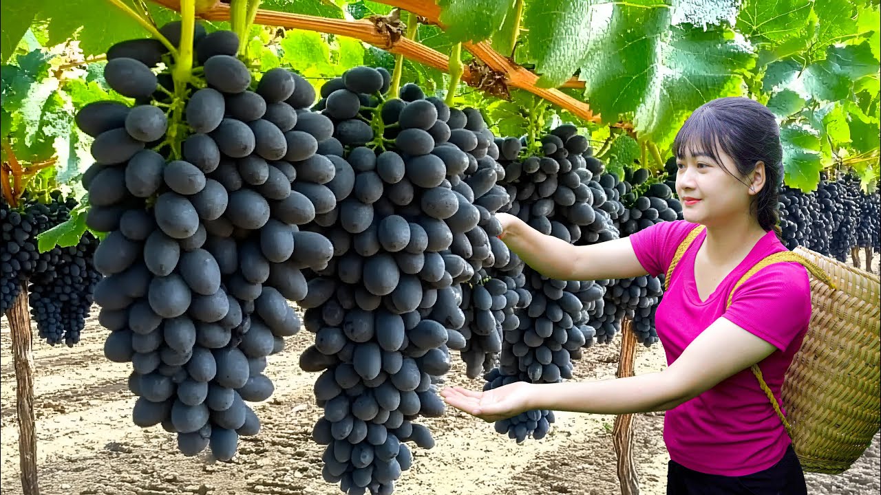 Ly Trieu Ca: Harvesting sweet giant mutant fingernail grapes - How to ...