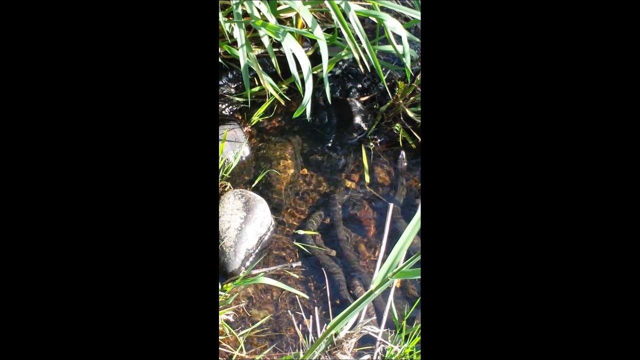 Northern water snake mating ball - YouTube