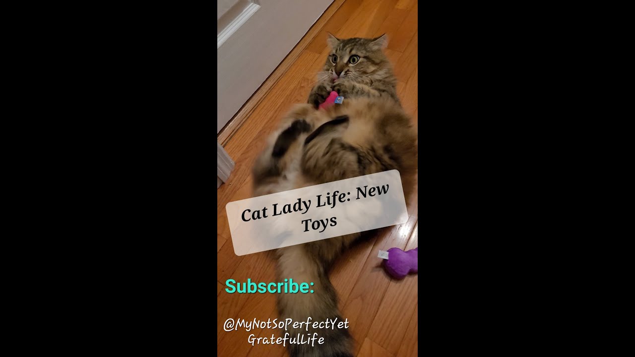 Cat Lady Life🐈 New Toys! #cat #catvideos #cattoys #catlover #kitty ...