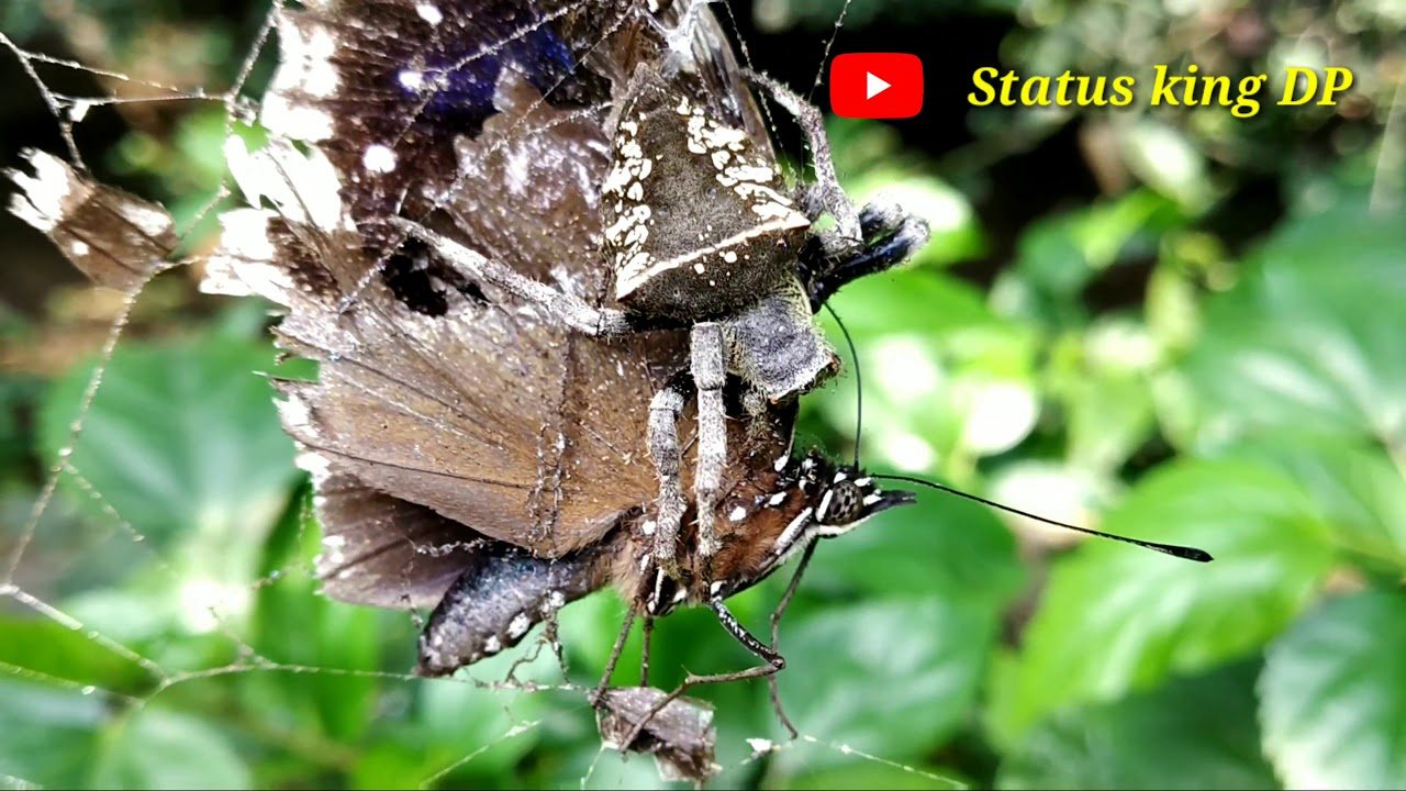 The Life Story Of Spider Vs Butterfly - YouTube
