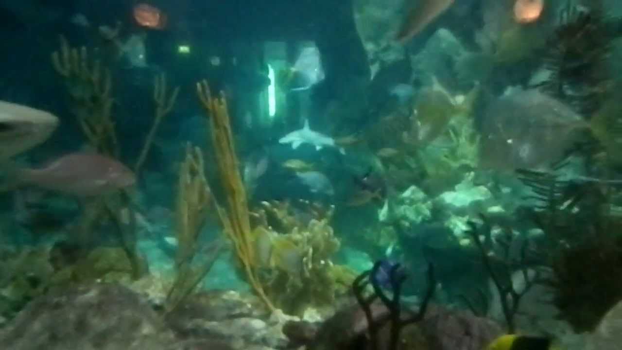 Caribbean Reef Tank - YouTube