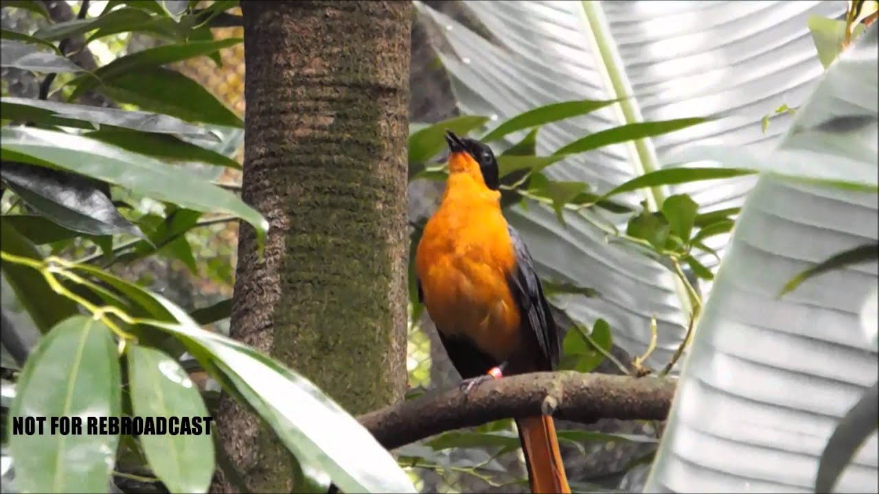 Snowy Headed Robin Chat Bird Whistling Beautiful Sounds - YouTube