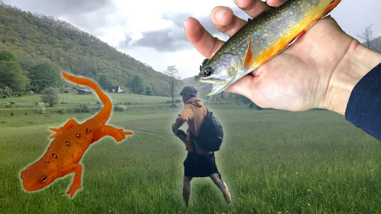 Native Brook Trout Fishing In West Virginia - YouTube