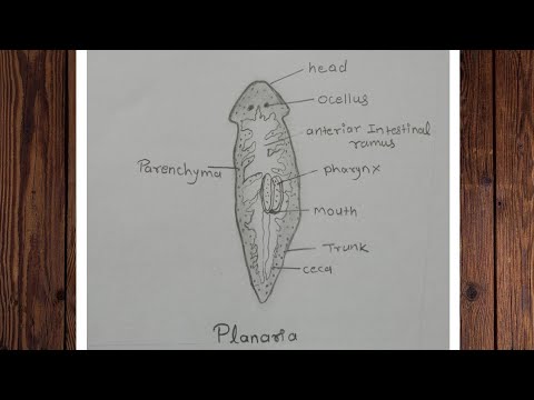 how to draw planaria।।planaria diagram।। आसानी से प्लेनेरिया बनाना सीखे ...