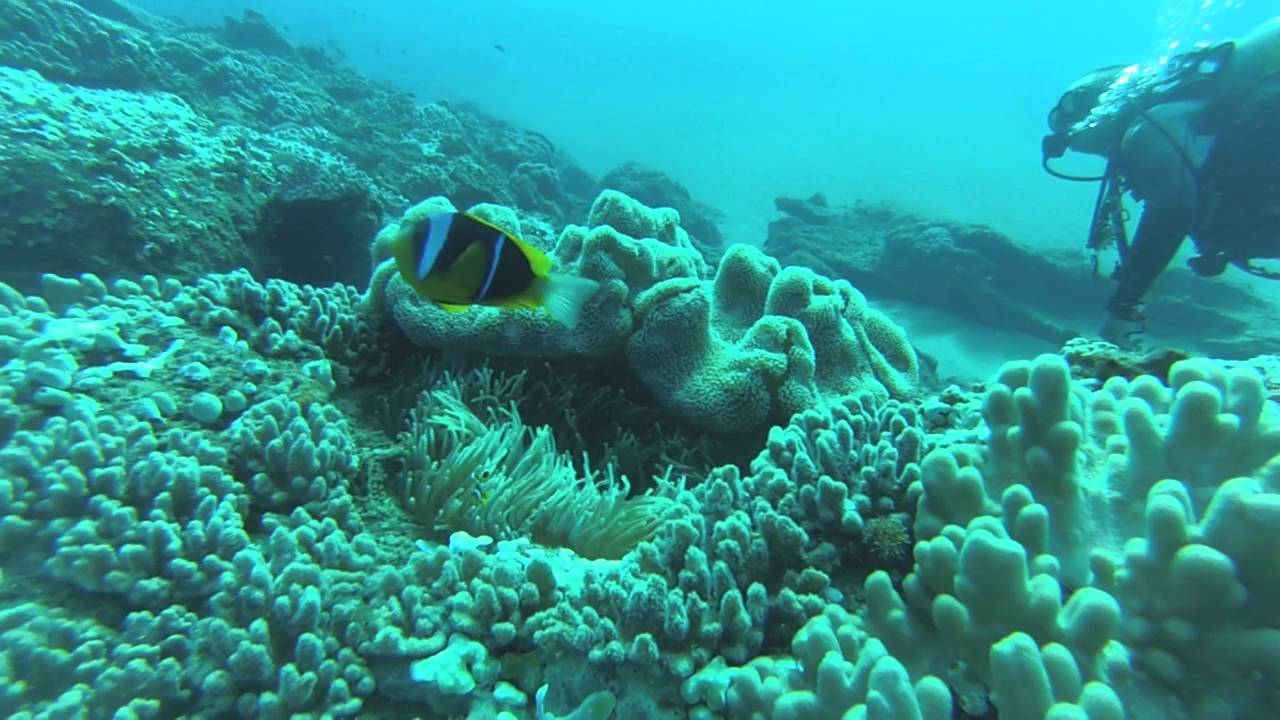 Sodwana bay scuba diving - YouTube
