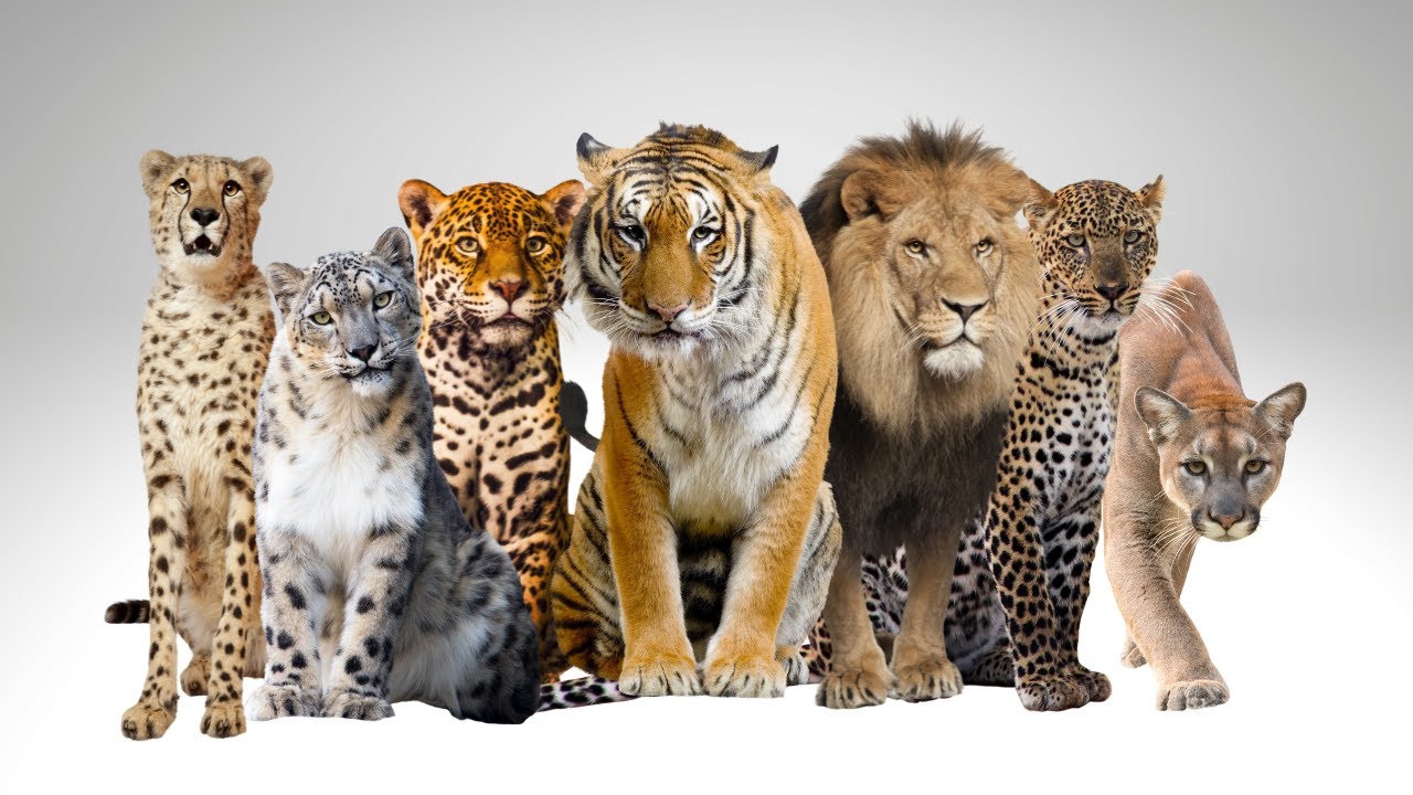 Best Kill from each Big Cat - YouTube