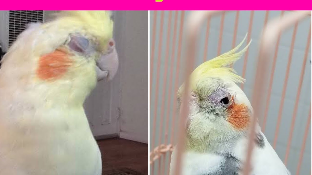 COLD ONE EYE BIRD COCKATIEL FAST RECOVERY.2-5 Minutes.OxyRid ...