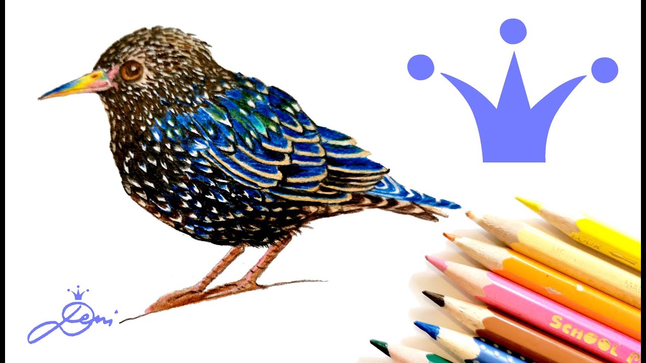 Deni zeichnet Star mit günstigen Stiften 🐤 Vogel zeichnen lernen - YouTube