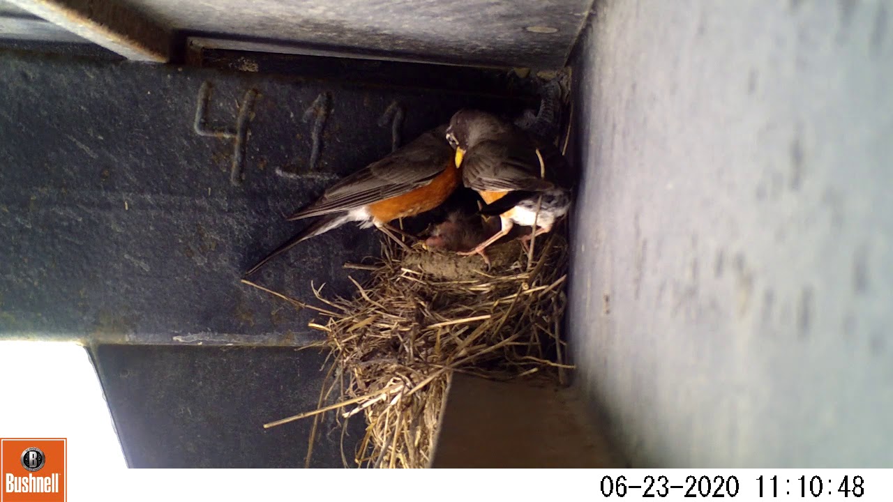 Robins feeding there young - YouTube