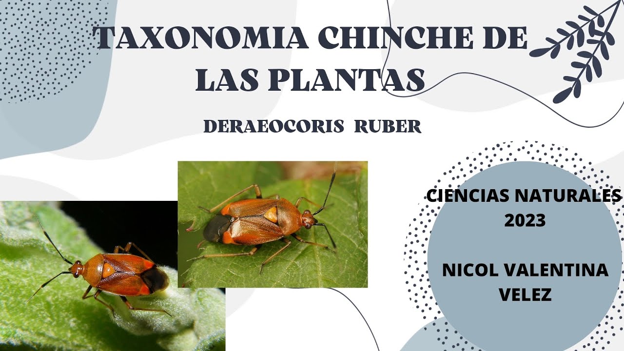 Taxonomía de La Chinche de las Plantas (Deraecoris ruber) - YouTube