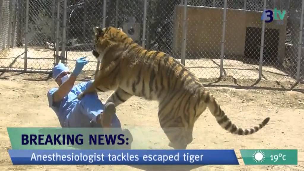 Anesthesiologist tackles escaped tiger! - YouTube