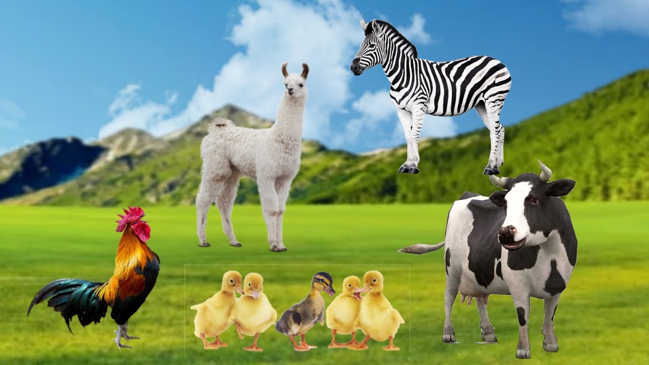 Sounds of wild animals, familiar animals: Cow, Lama, chicken, zebra ...