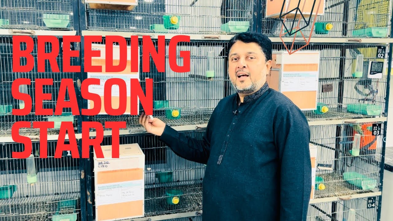 What to do when Birds start breeding. #youtube #birds #lovebird # ...