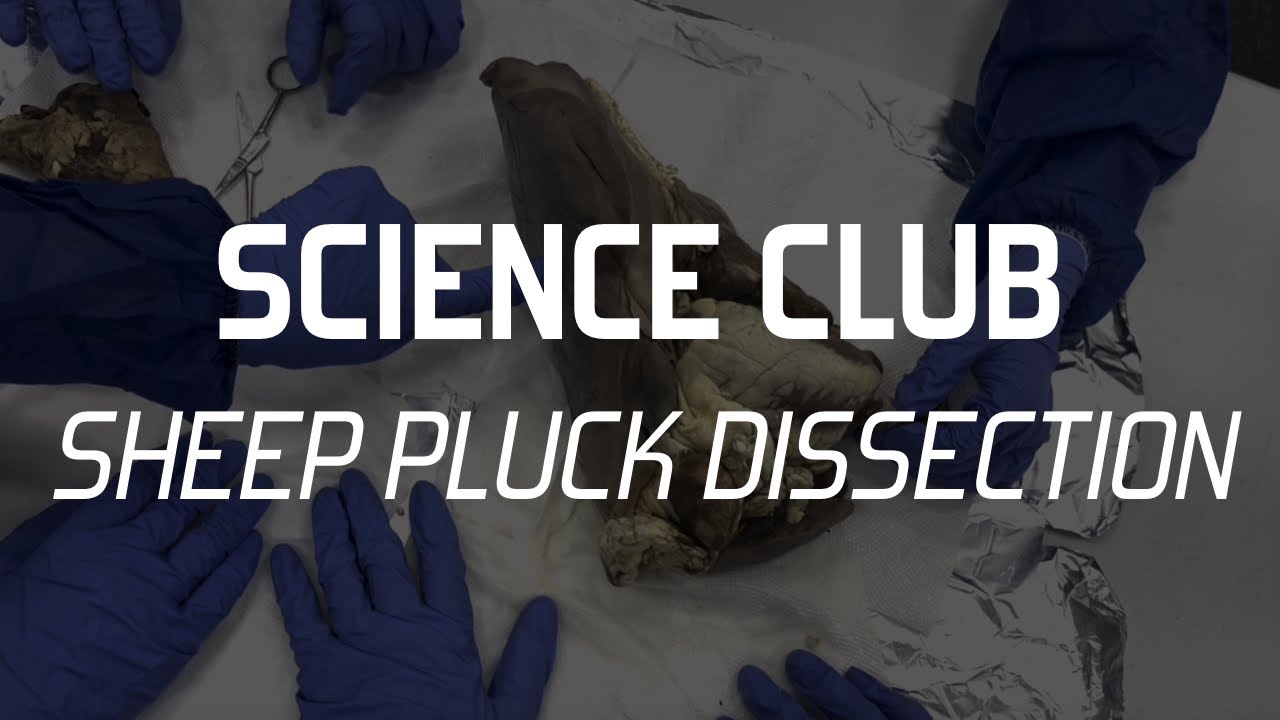 Sheep Pluck Dissection - Science Club - YouTube