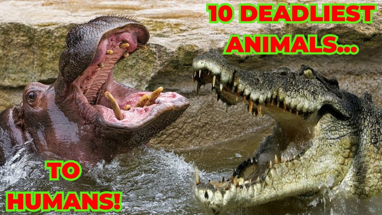 10 Deadliest Animals to Humans!!! - YouTube
