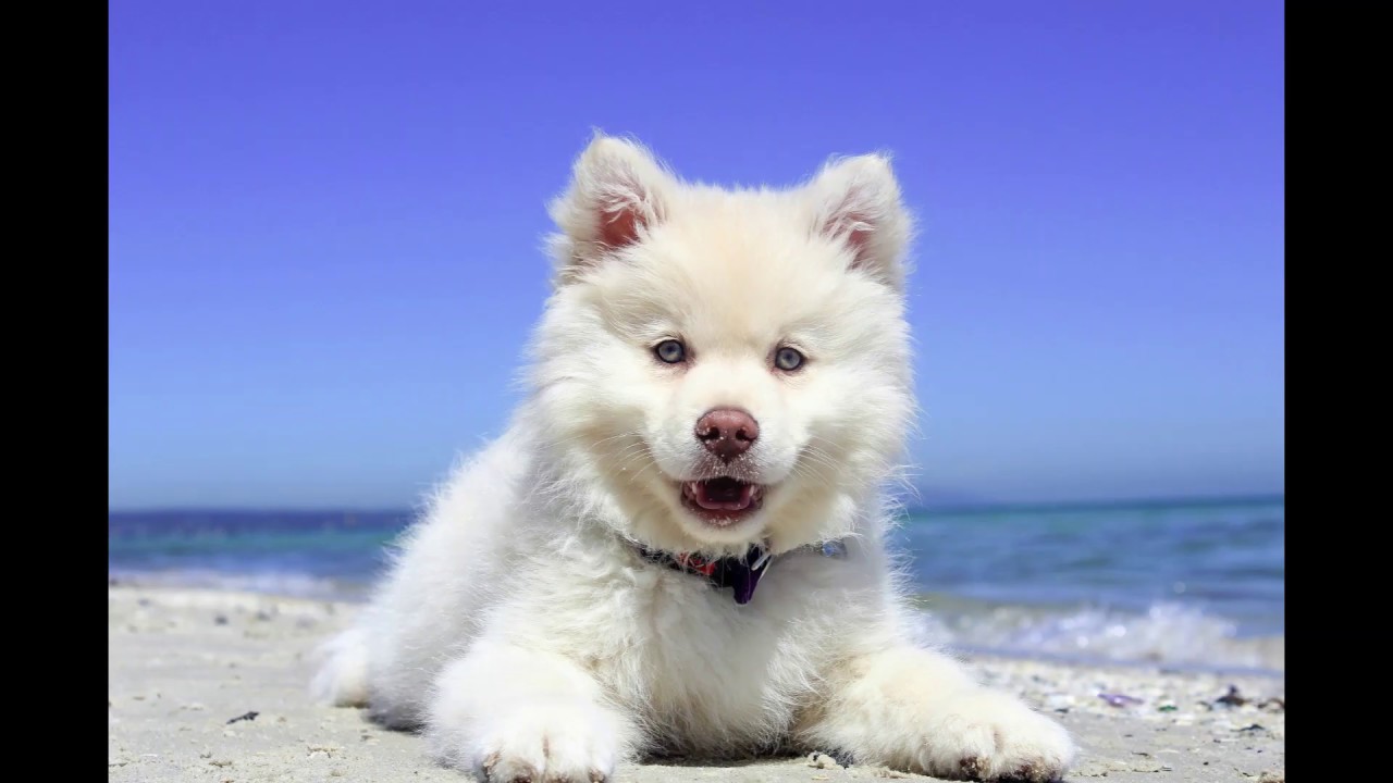 BEAUTIFUL DOGS LOS PERROS más HERMOSOS 4K 2020 - YouTube