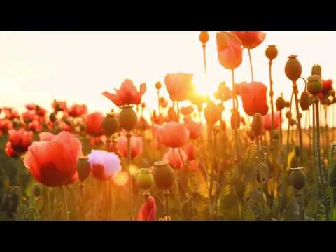 Dünya'nın En güzel video'su :-)[ SAKÌNLEYECEKSÍNÌZ ]