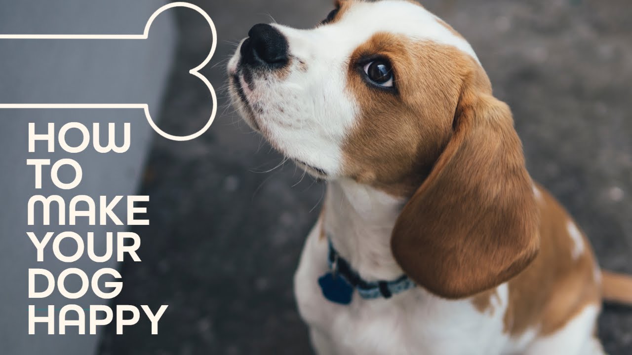 how to keep your dog happy - Happy dogs - how to have a happy dog - YouTube