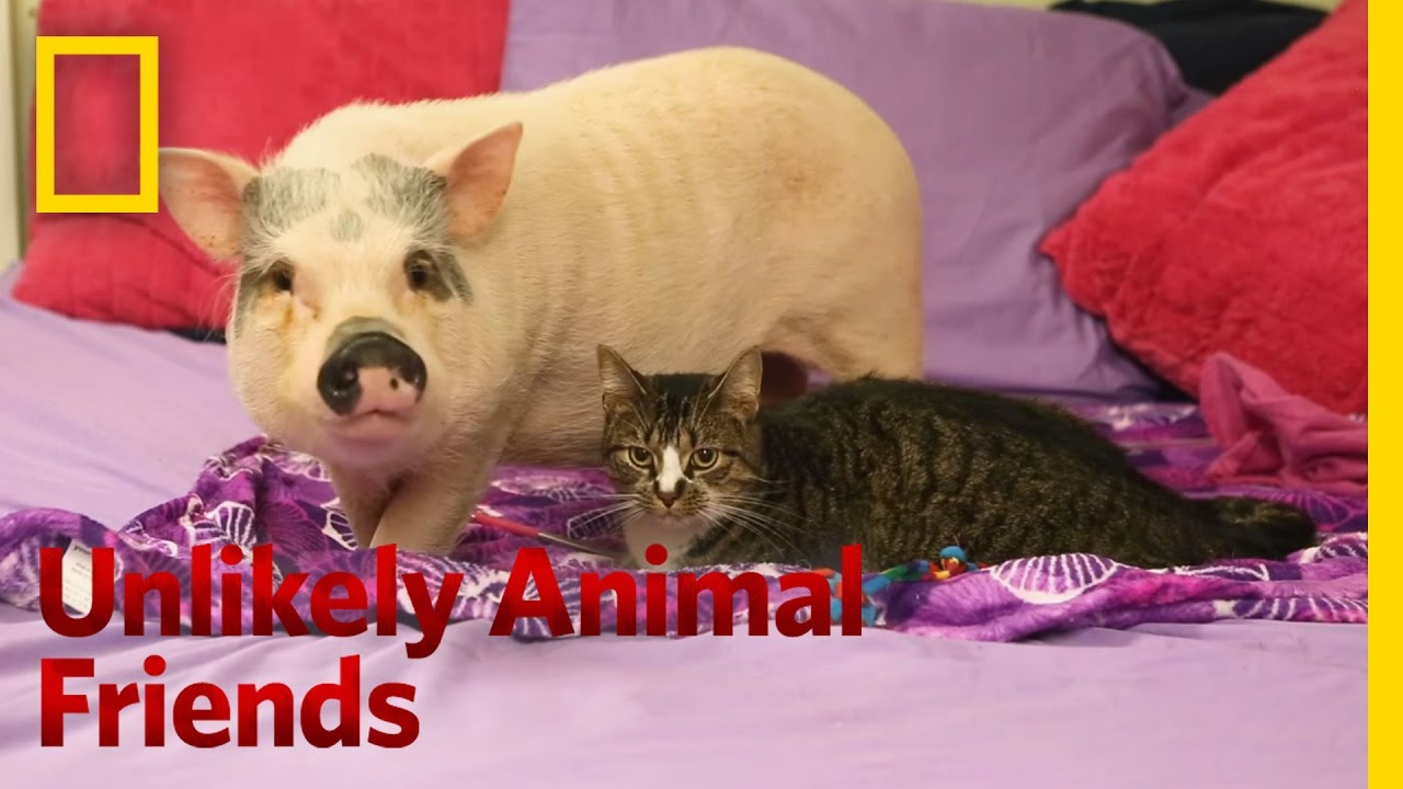 Kitty Gets a Piggyback Ride | Unlikely Animal Friends - YouTube