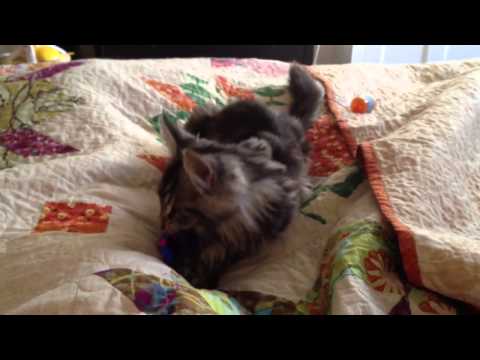 Smokey Joe morning play