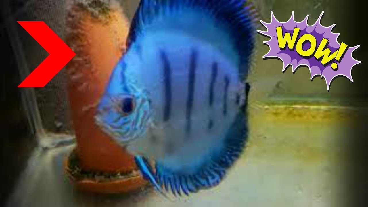 The MOST UNUSUAL Discus Store in the WORLD | Australian Style - YouTube