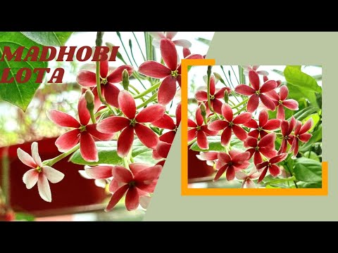 Beautiful Madhobi Lota Flower || Balcony Garden || বারান্দা বাগানের ...