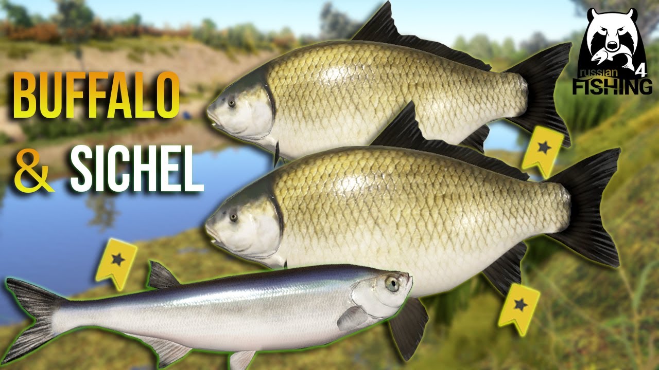 Buffalo 2x Trophy and Sichel Trophy - Russian Fishing 4 - YouTube