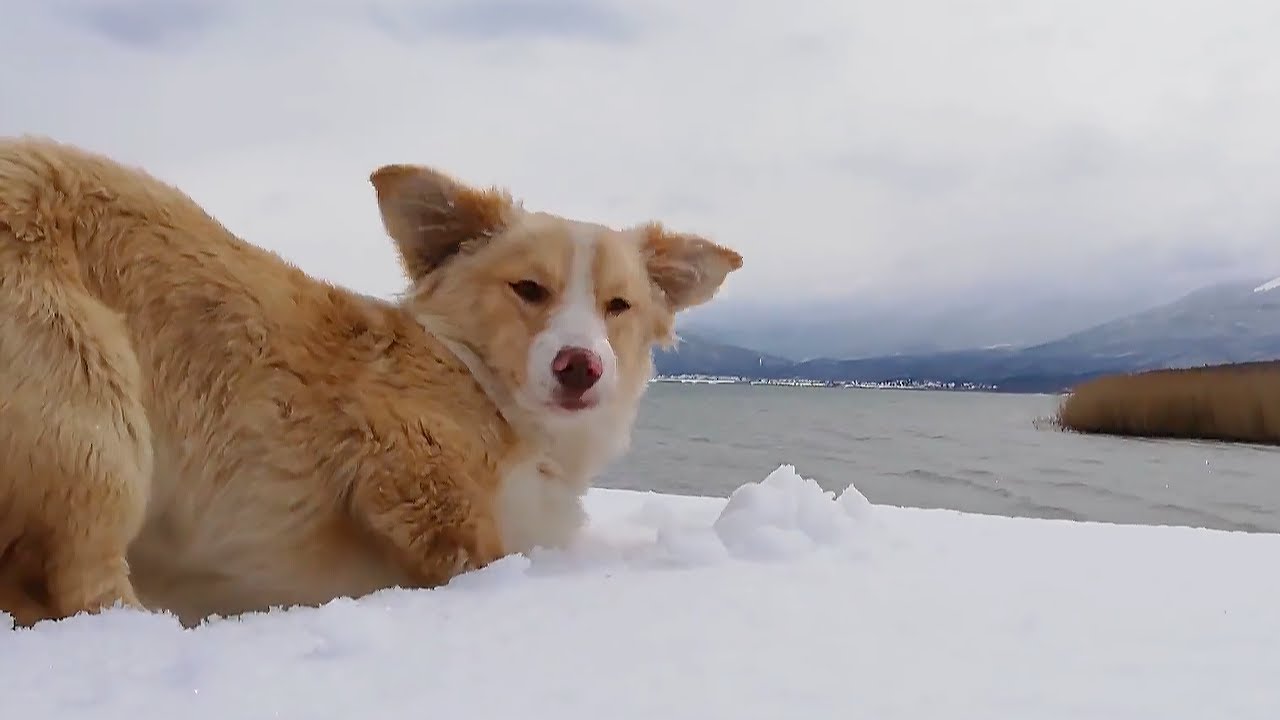 Rescued puppy's first winter adventure is absolutely breathtaking - YouTube