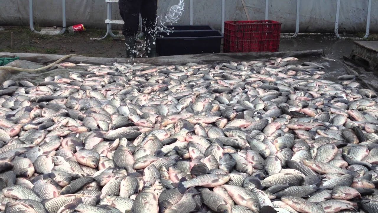 populare Balta Spineni III (caras mare) dec 2012.MOV - YouTube