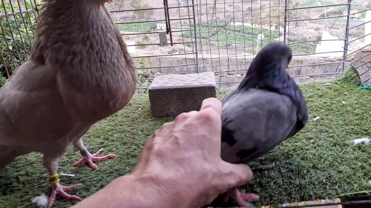 Palomas buchon rafeño unos machos muy buen celo y fogosos a tope ...
