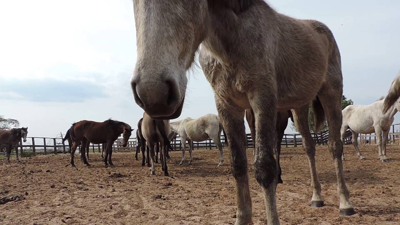 Caballos a campo. Yabebyry/Misiones - YouTube