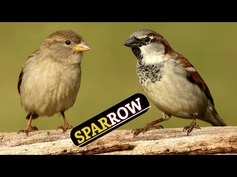 10 species of sparrows, which you probably don't know about||