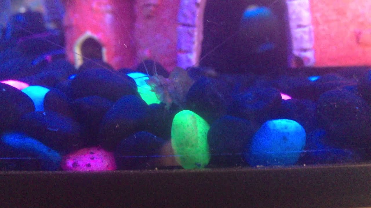 5 gallon glotank with 2 glo fish 1 betta 1 tequila sunrise and 2 ghost ...