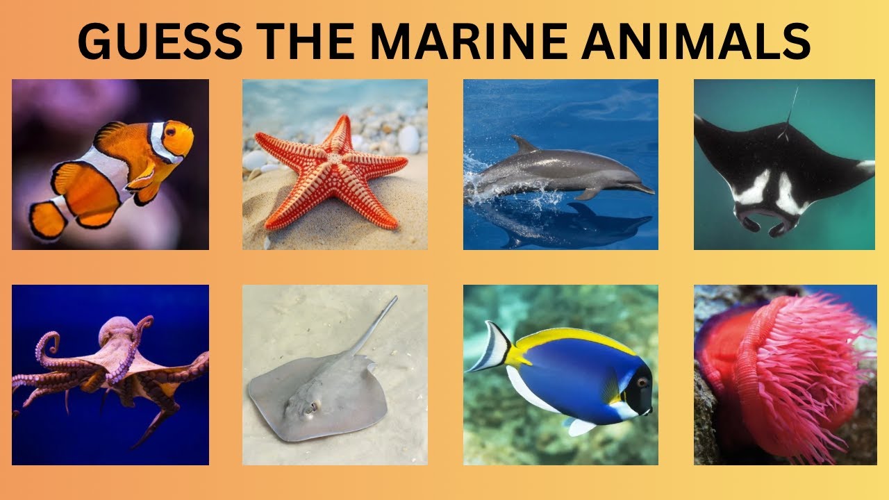 Guess the Marine Animals – Fun Ocean Quiz Challenge - YouTube