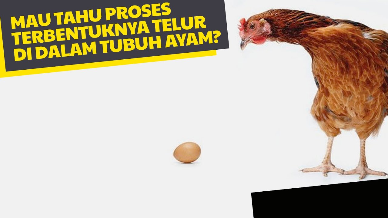 BEGINILAH PROSES TERBENTUKNYA TELUR PADA AYAM - YouTube